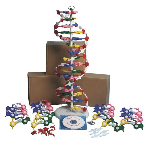 Dna Model Kit With Four Models And Cd - DNAM01-K4