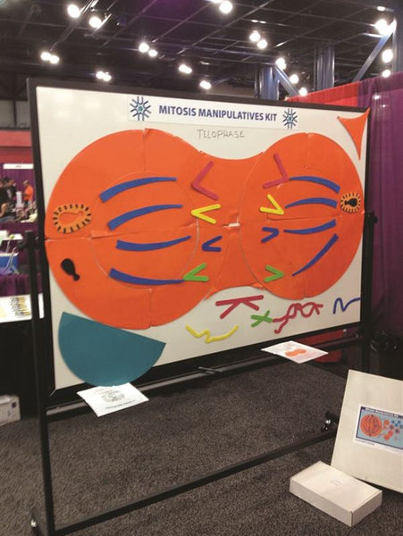 Mitosis Manipulatives Kit - MITKIT2